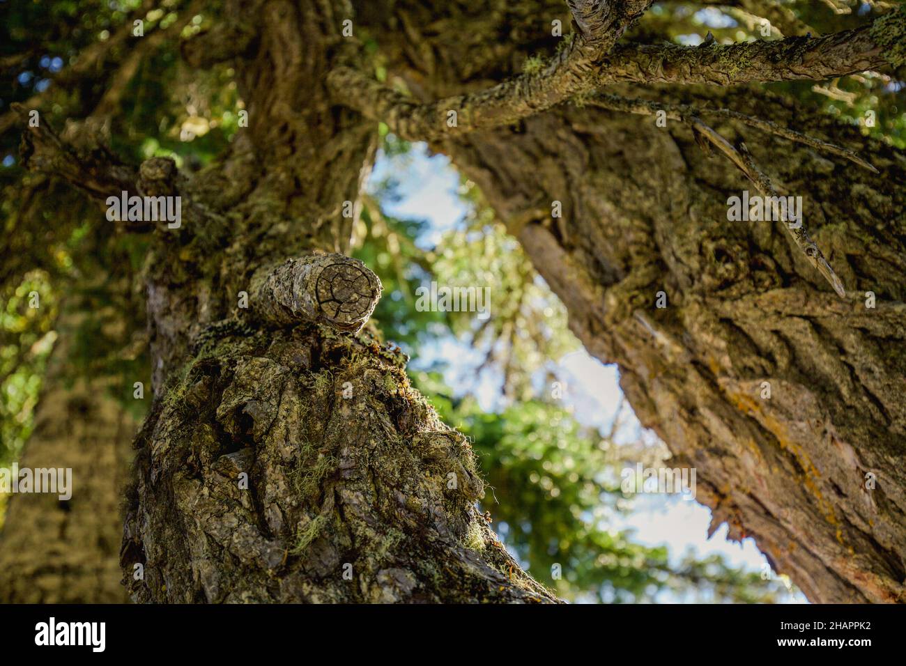 Details of a tree in the middle of summer Stock Photo - Alamy