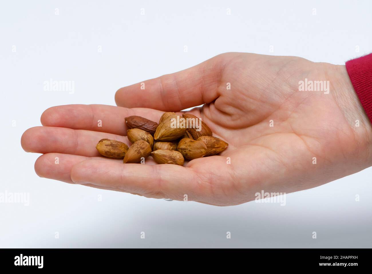 Some hazelnuts in the right female hand isolated on white background ...