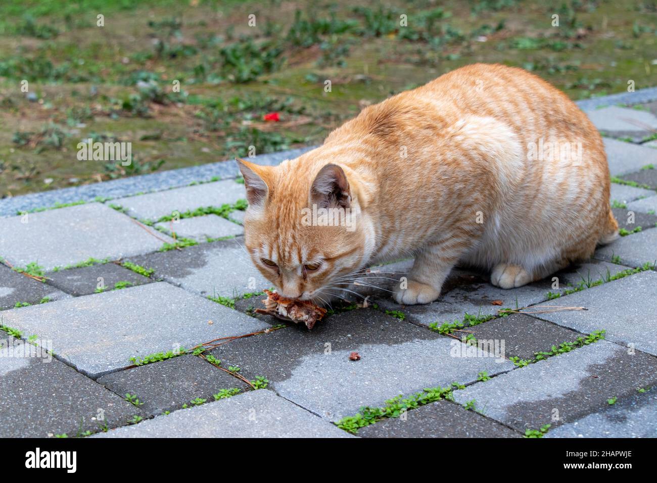 The cat eats meat on the street. The cat with yellow and white colors ...