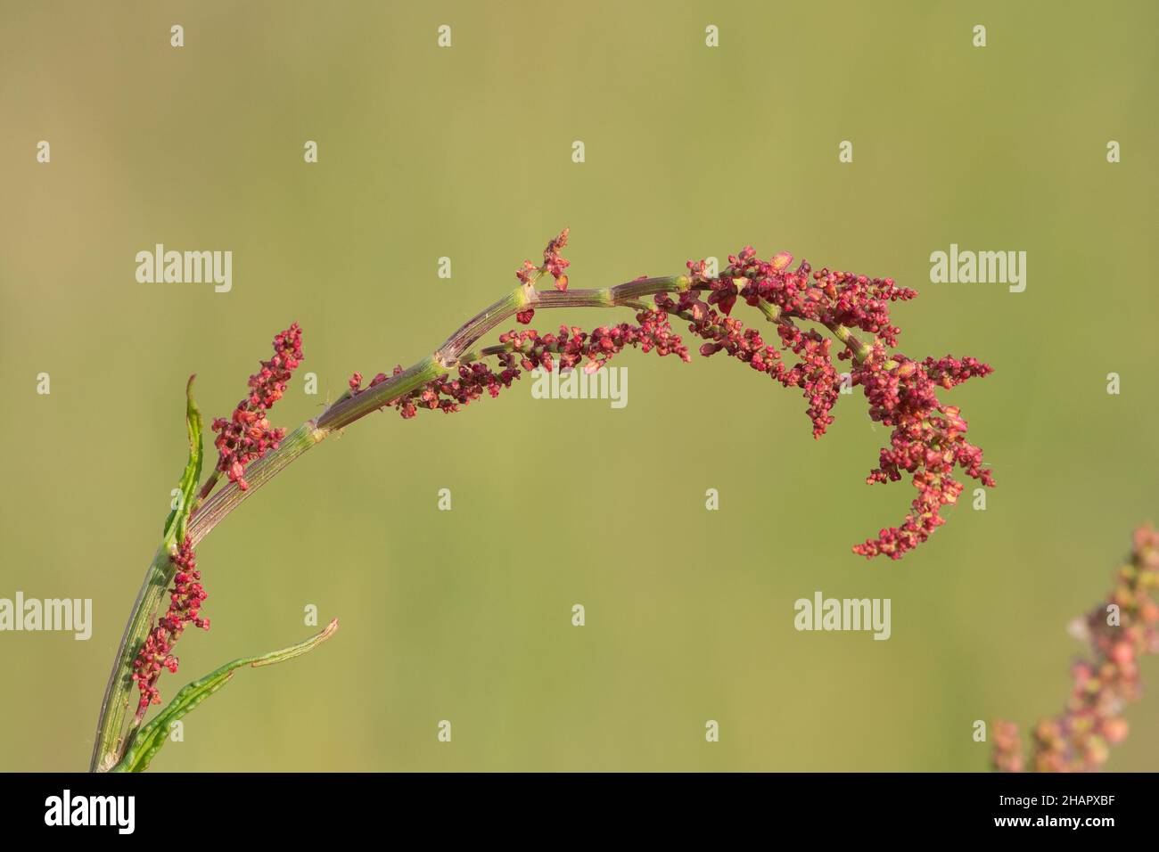 Dock seeds macro hi-res stock photography and images - Alamy