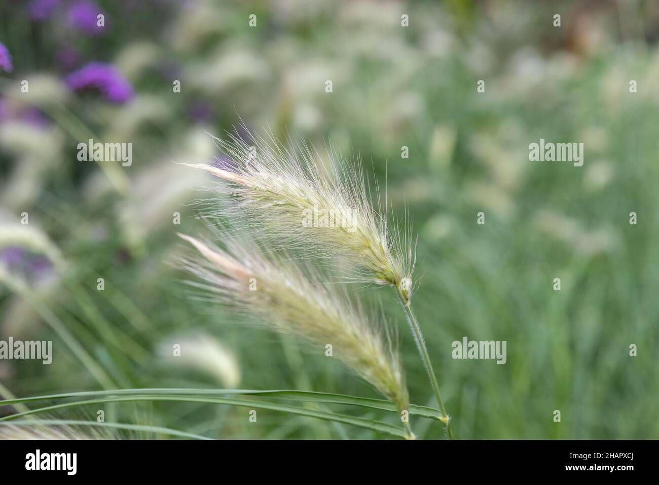 Feathertop fountain grass hi-res stock photography and images - Alamy