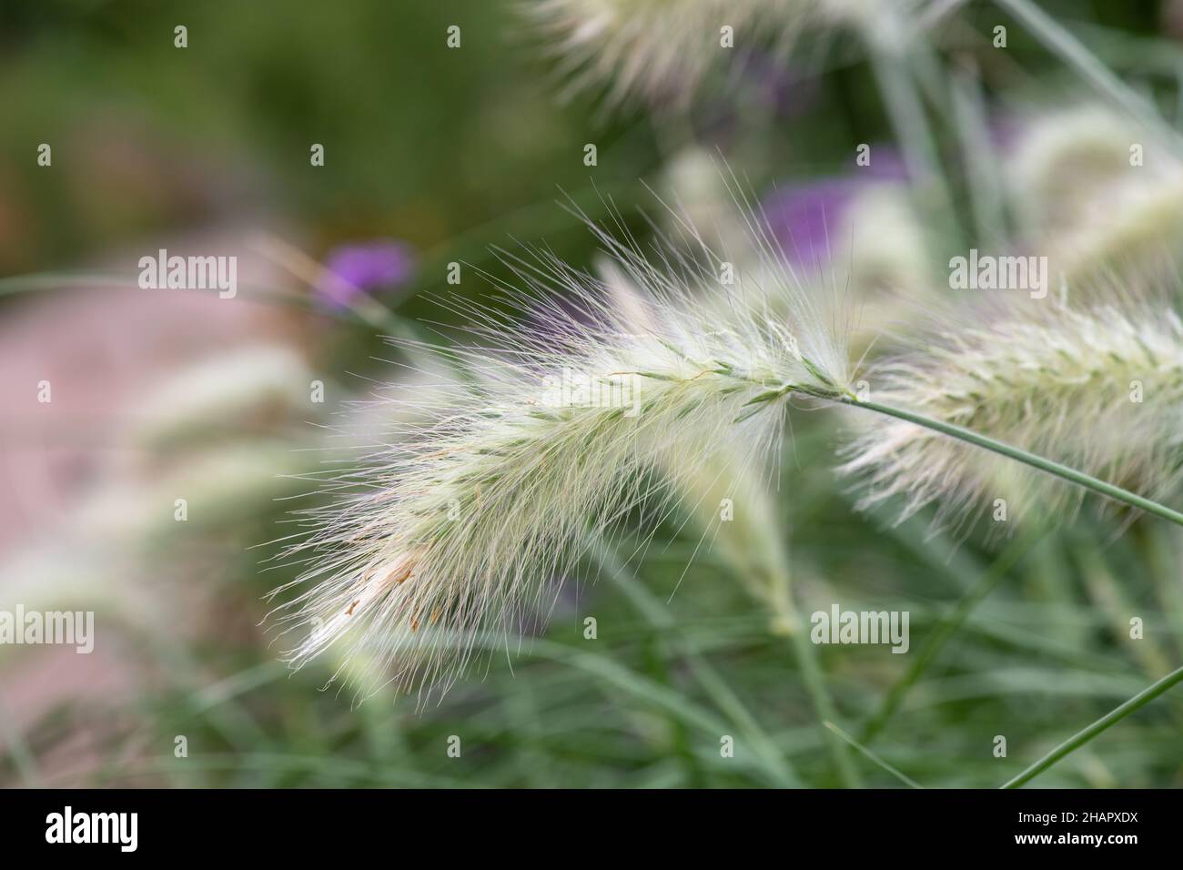 Feathertop fountain grass hi-res stock photography and images - Alamy