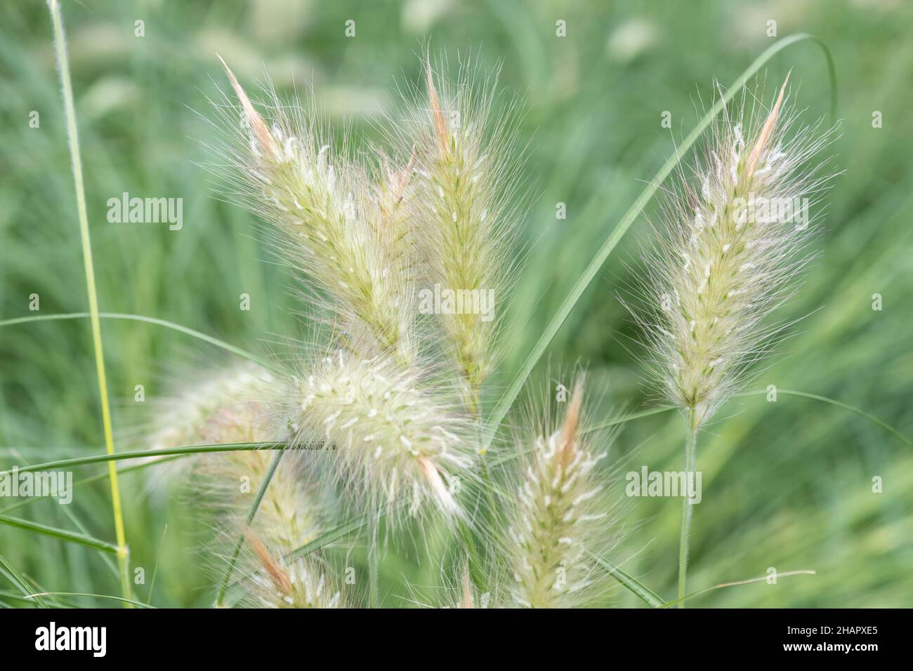 Feathertop fountain grass hi-res stock photography and images - Alamy