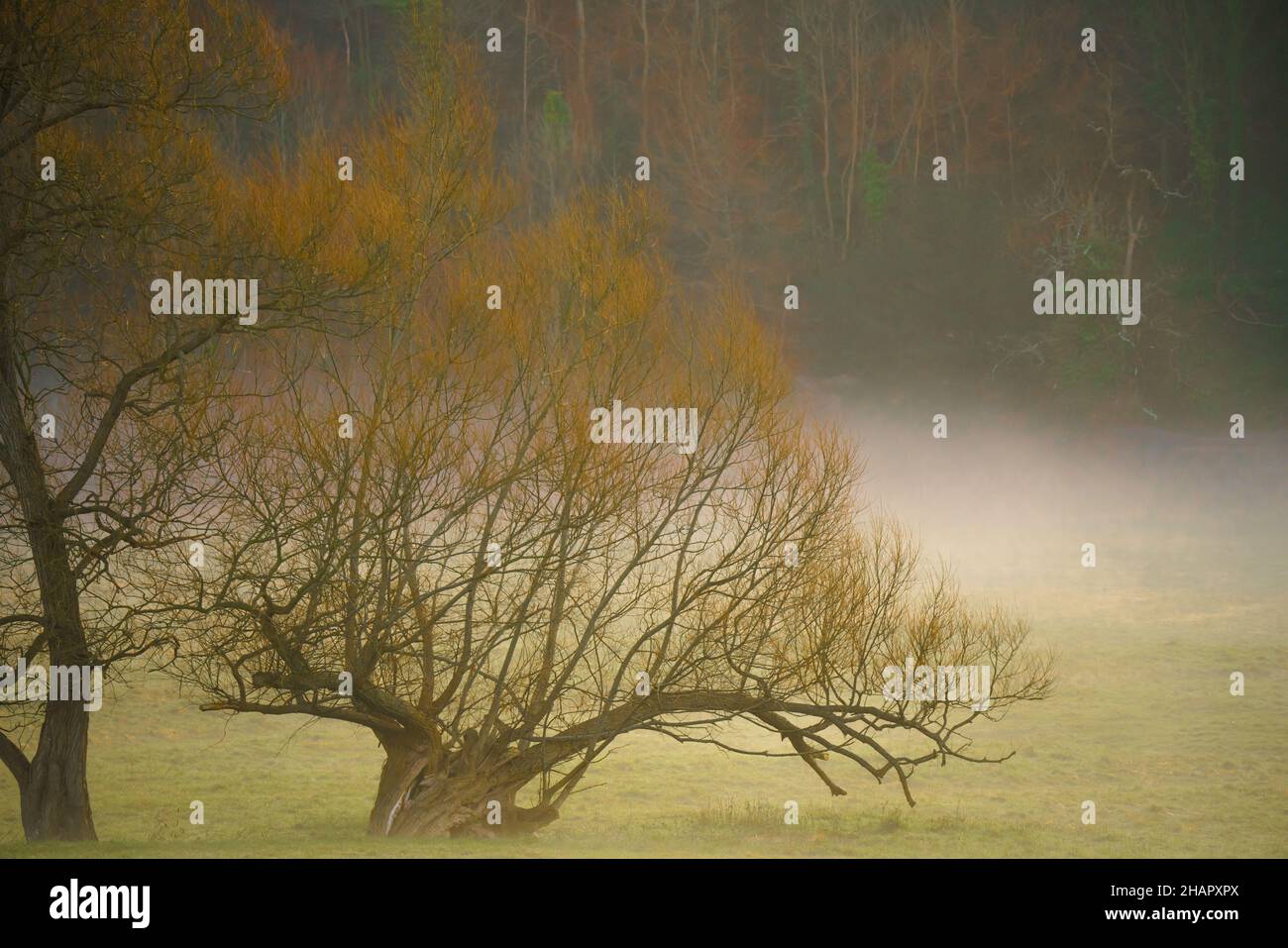 large winter tree with leaves shining golden in the early morning ...