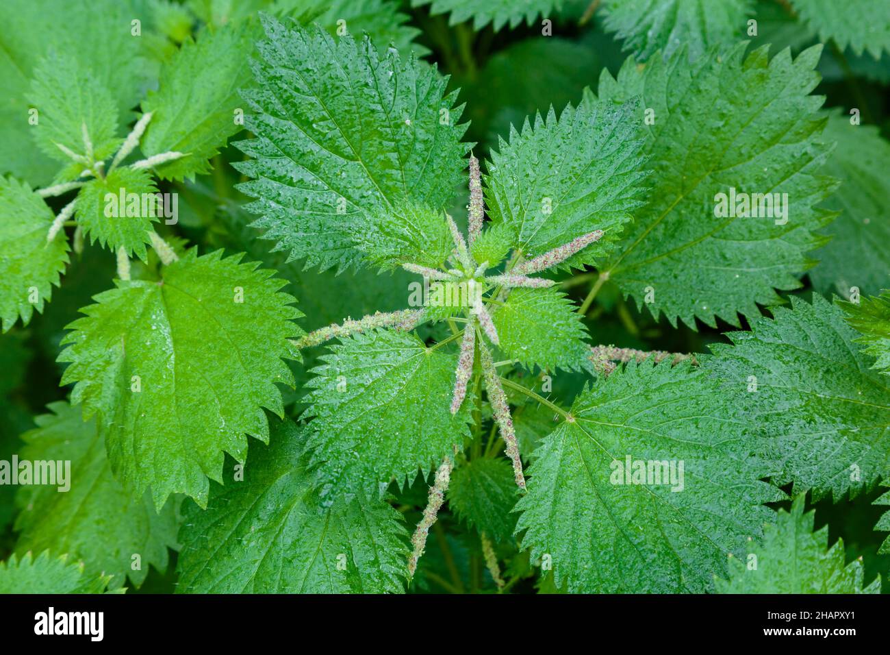 Detailed close up image of stinging nettles Stock Photo - Alamy