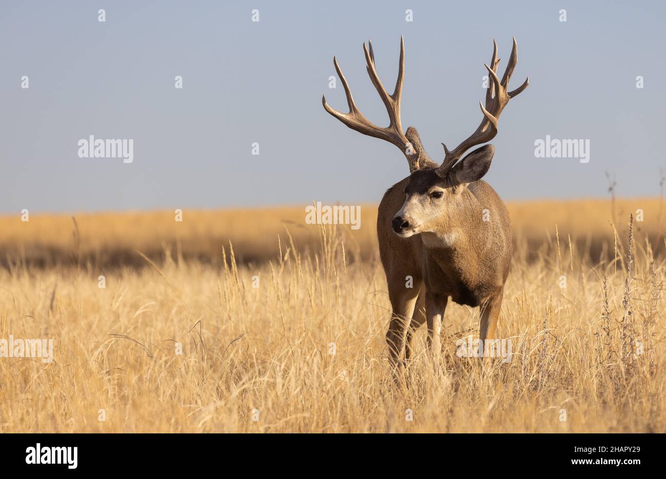 Mule Deer Buck in the Rut in Colorado in Autumn Stock Photo - Alamy