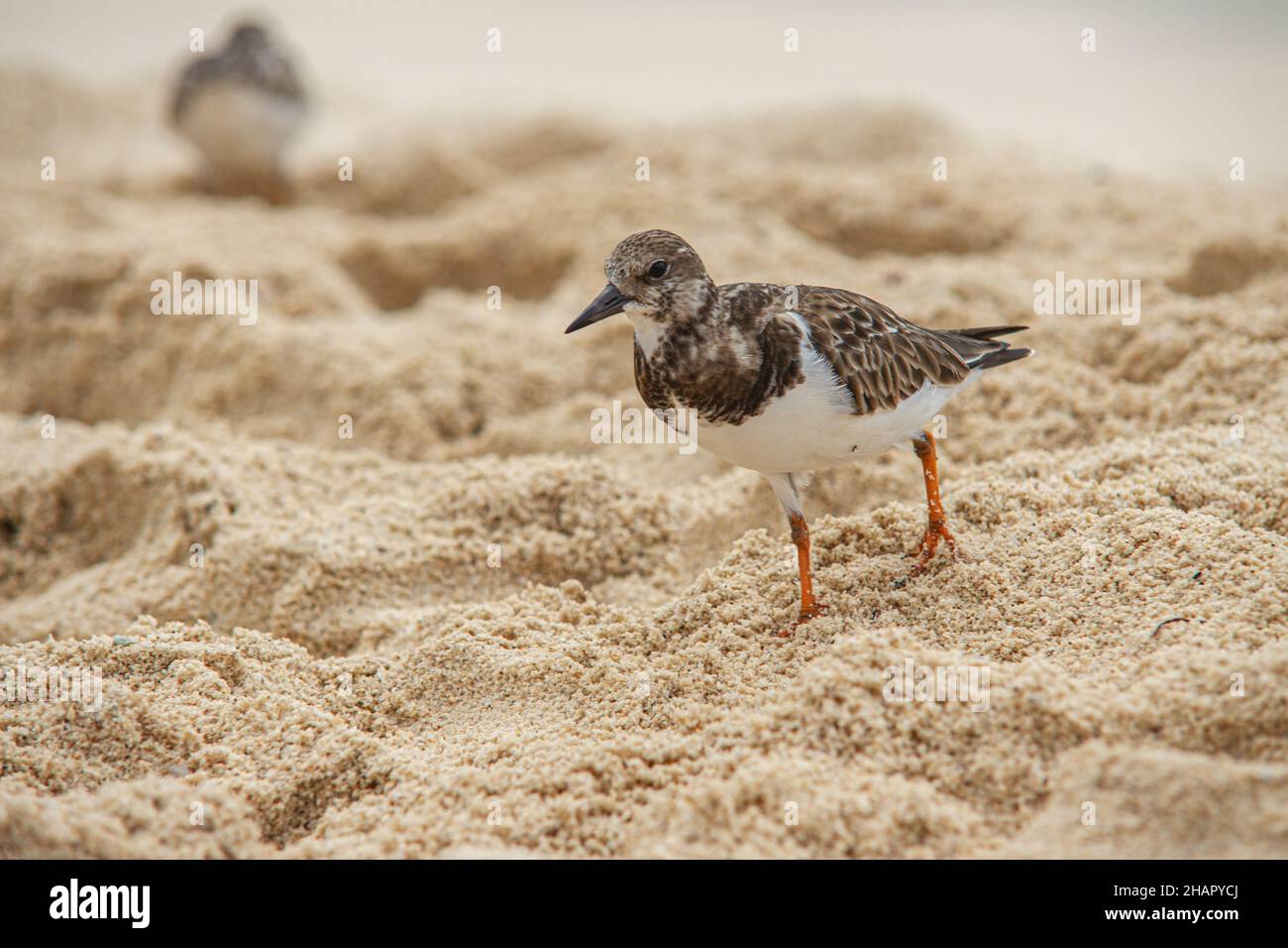 Dulus dominicus hi-res stock photography and images - Alamy