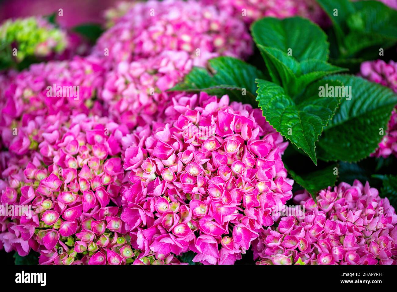 Pink Hydrangea flower bloom in the garden Stock Photo - Alamy