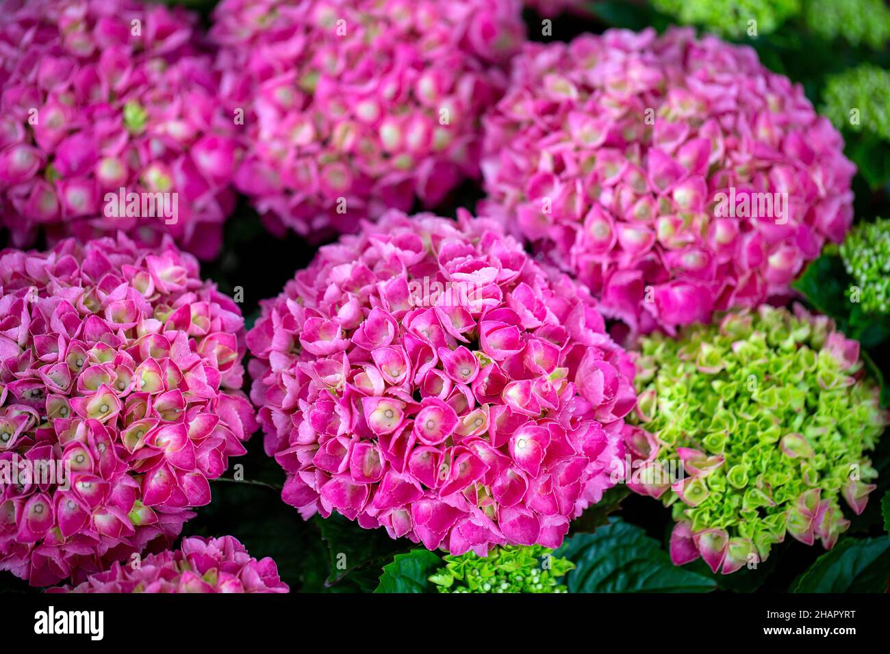 Pink hydrangea leaves in hi-res stock photography and images - Alamy