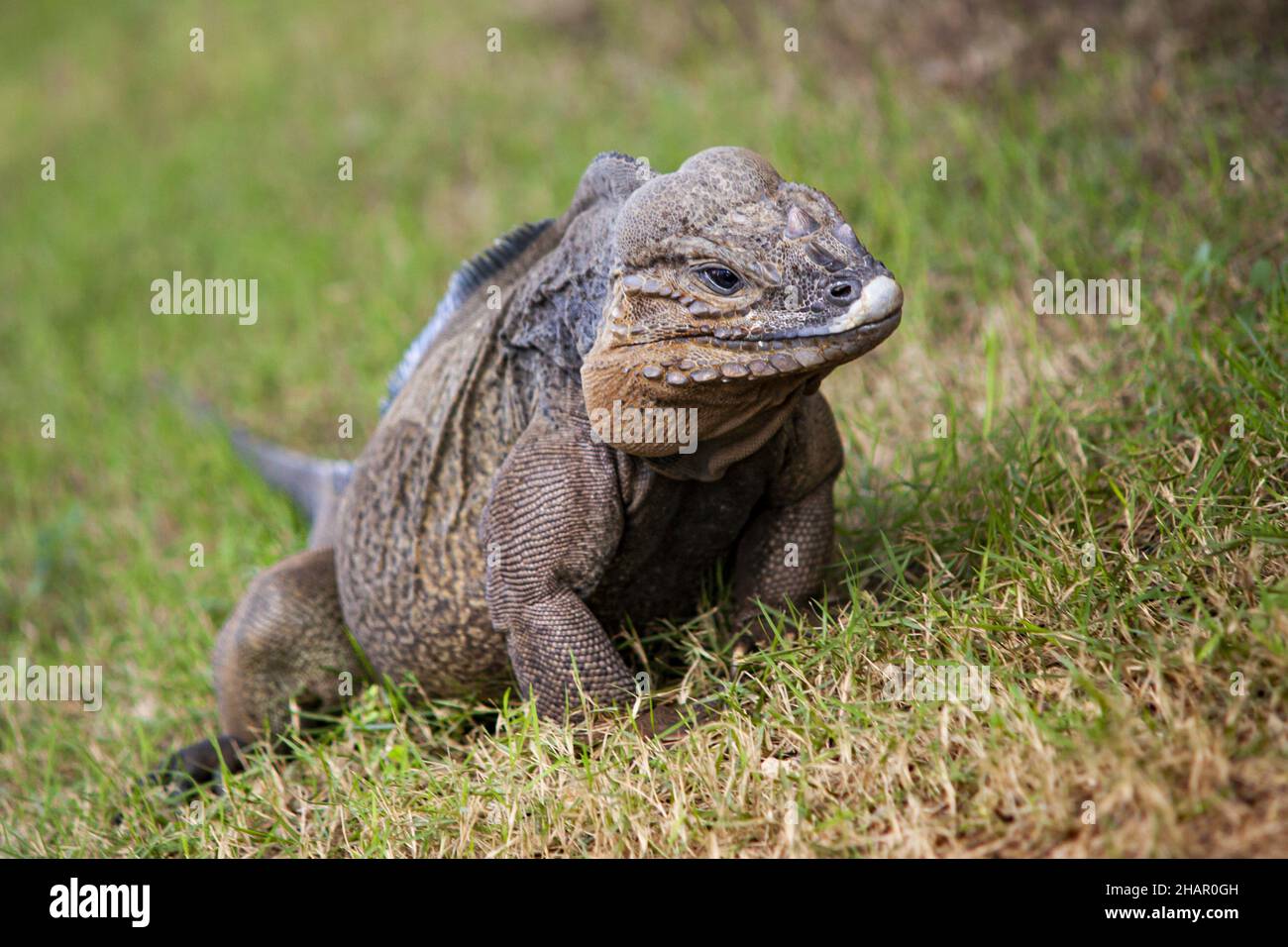 Iguana dominican republic fauna hi-res stock photography and images - Alamy