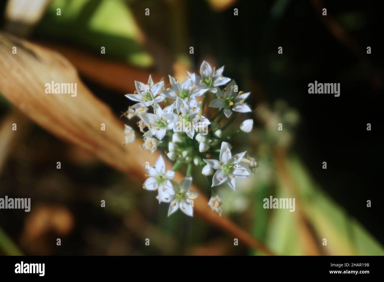Allium ramosum hi-res stock photography and images - Alamy