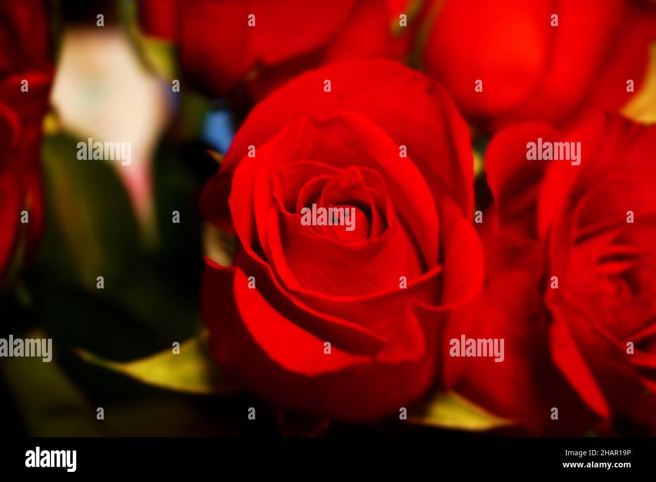 Closeup shot of a blooming bright red rose Stock Photo - Alamy
