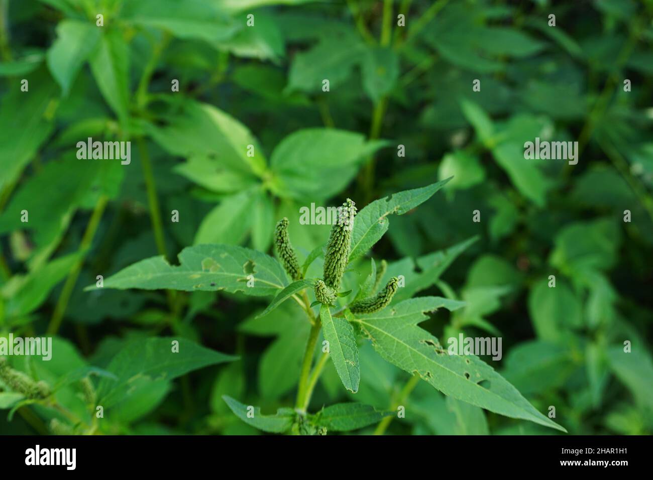 Giant Ragweed Control