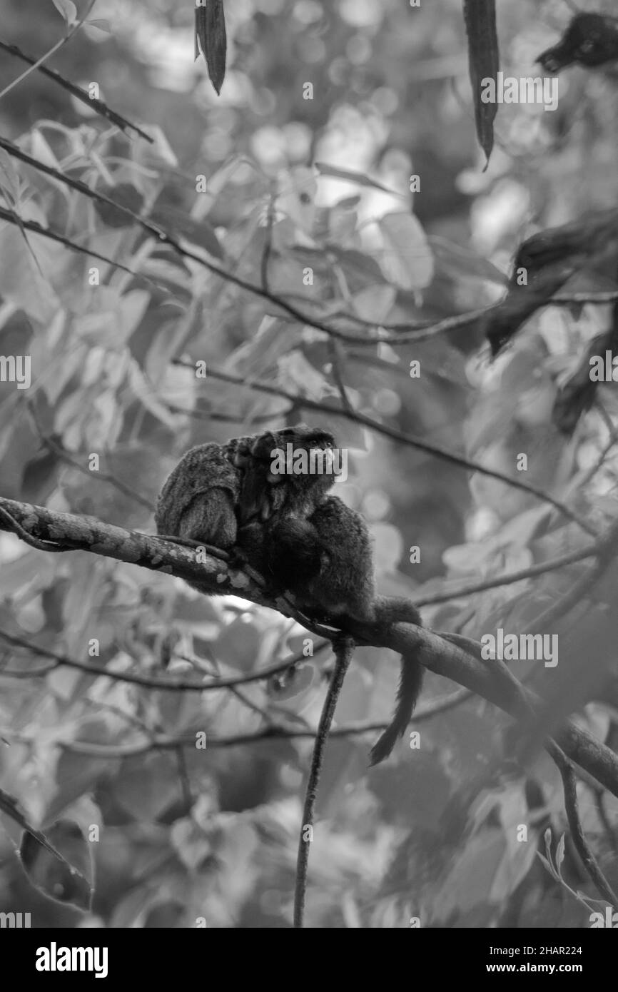 Vertical grayscale shot of tamarin monkeys sitting on the tree branch ...