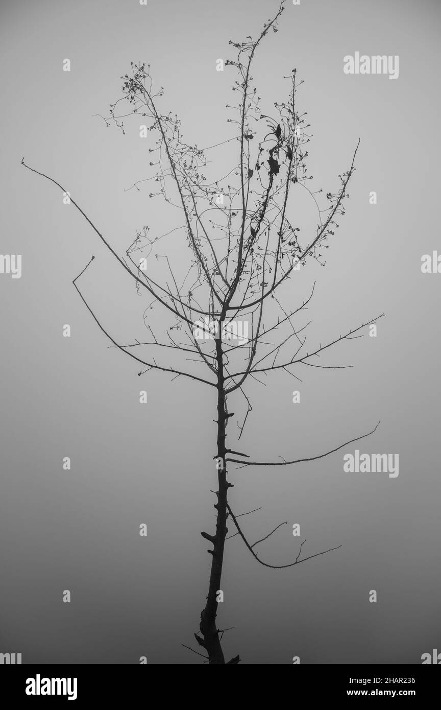 Under tree forest branches Black and White Stock Photos & Images - Alamy