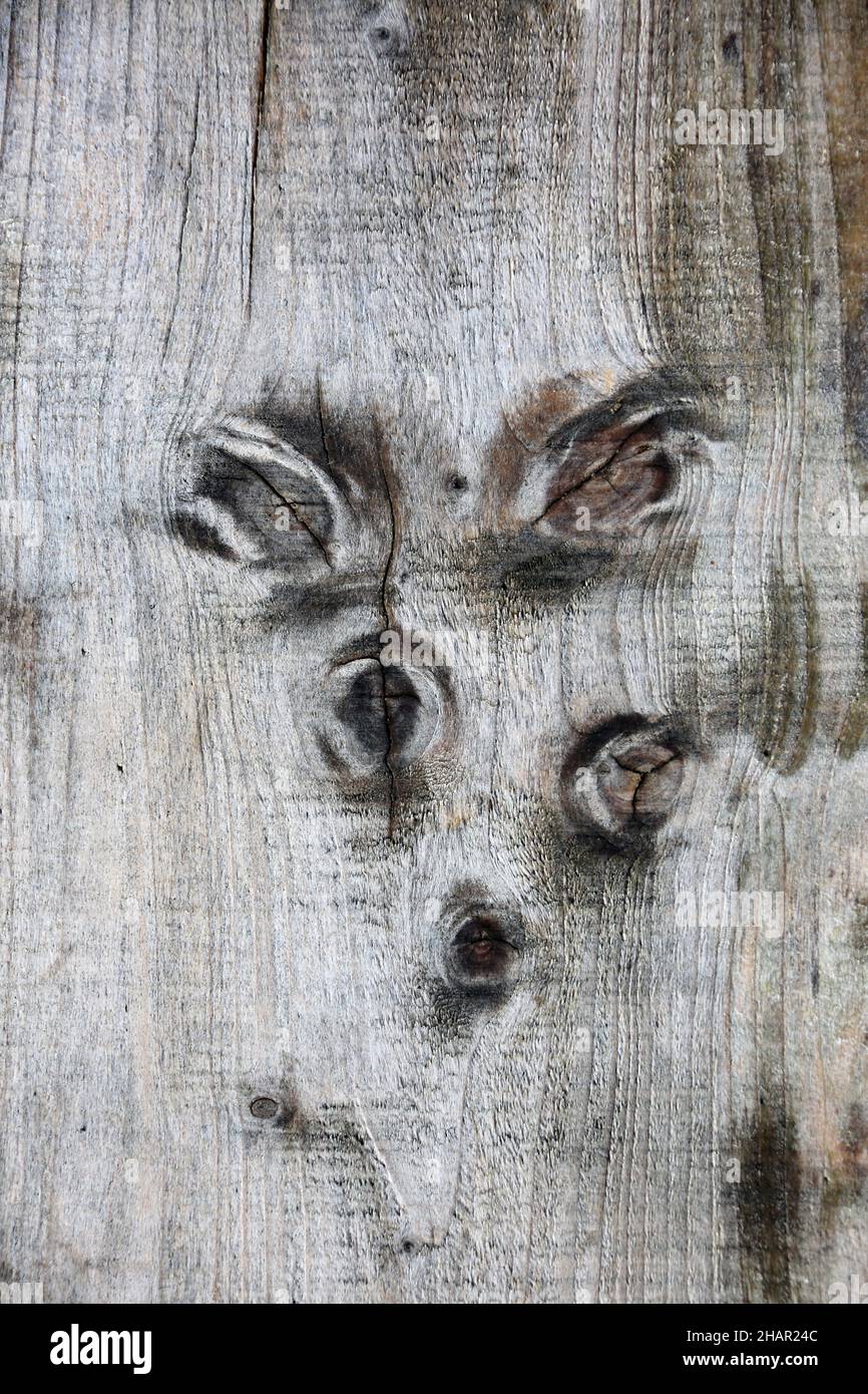 Spooky looking anthropmorphic face in wooden bench seat caused by the ...
