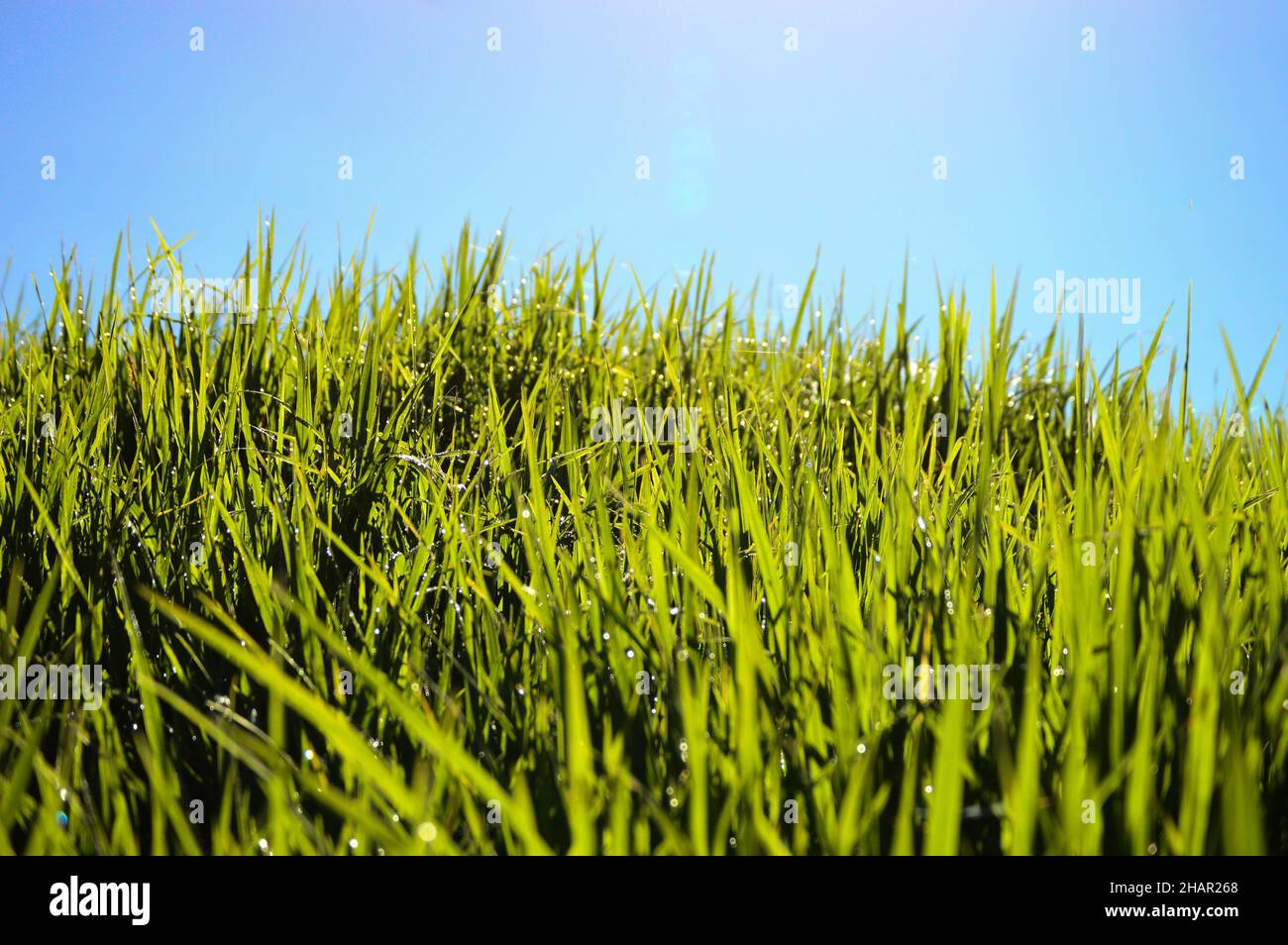 Empty field with dense grass under a blue clear sky Stock Photo - Alamy