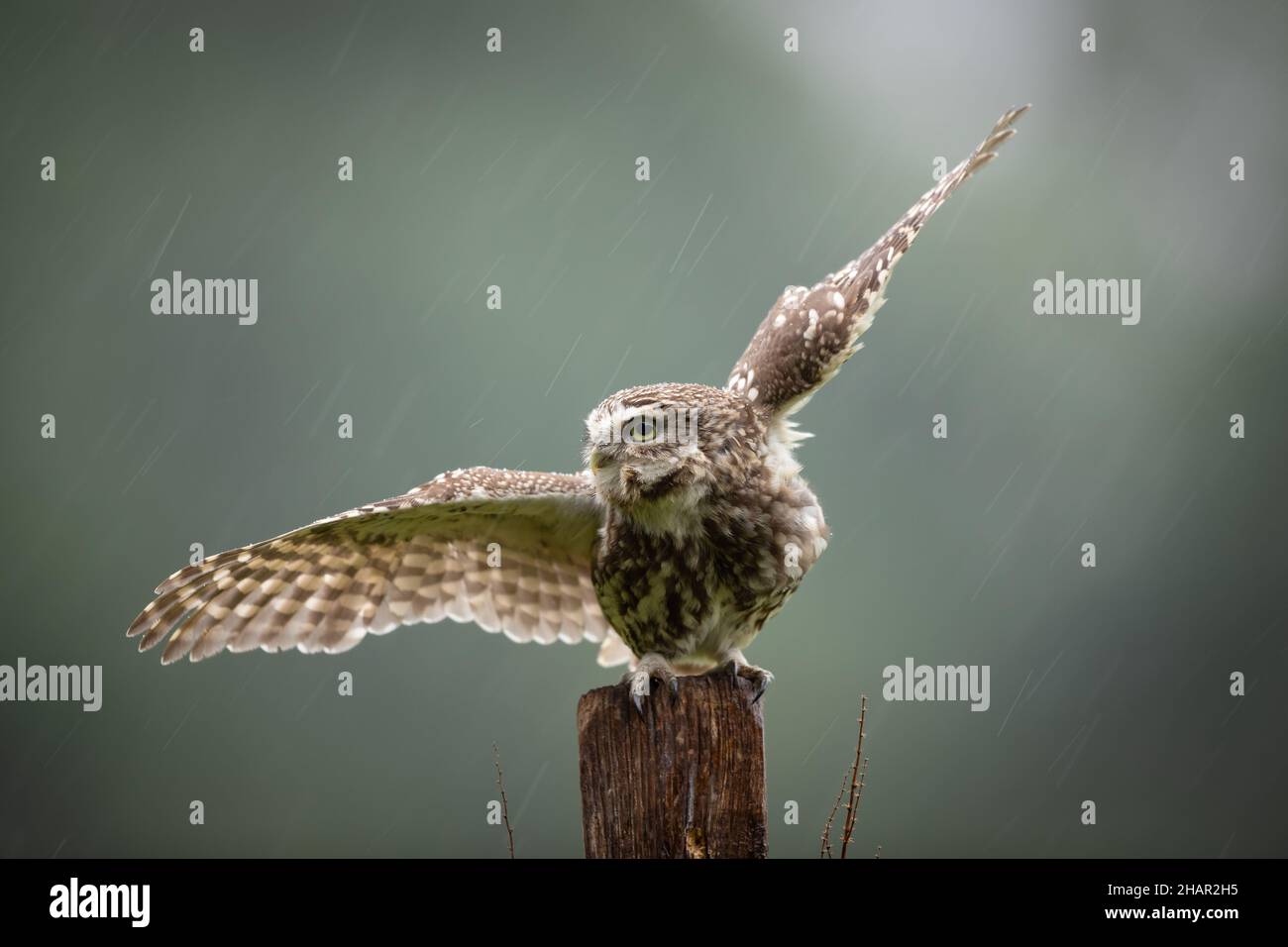 Owl sitting n the wooden column with blurred background Stock Photo - Alamy