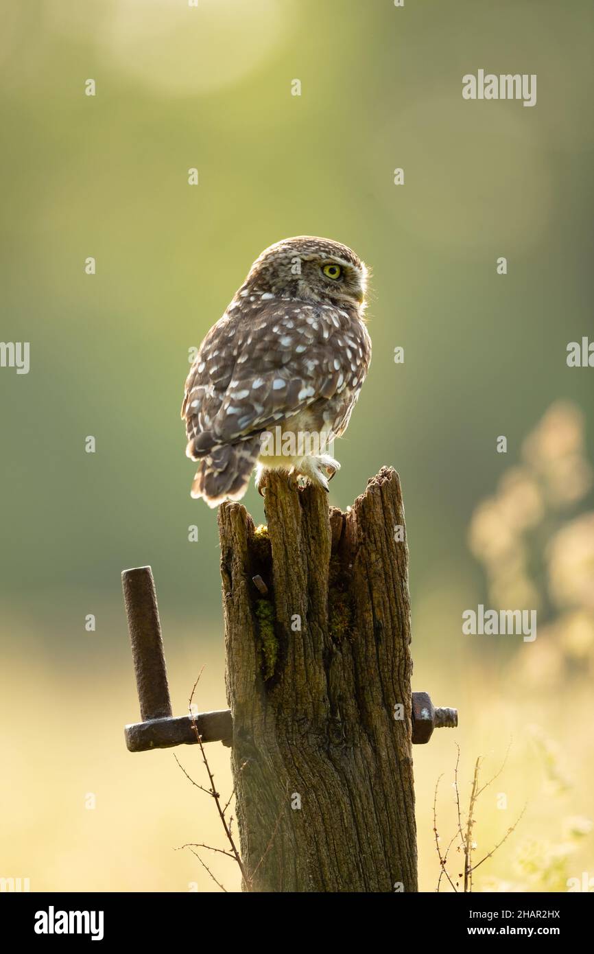 Owl sitting n the wooden column with blurred background Stock Photo - Alamy