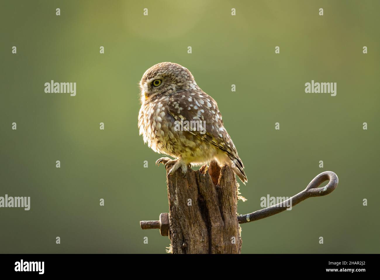 Owl sitting n the wooden column with blurred background Stock Photo - Alamy