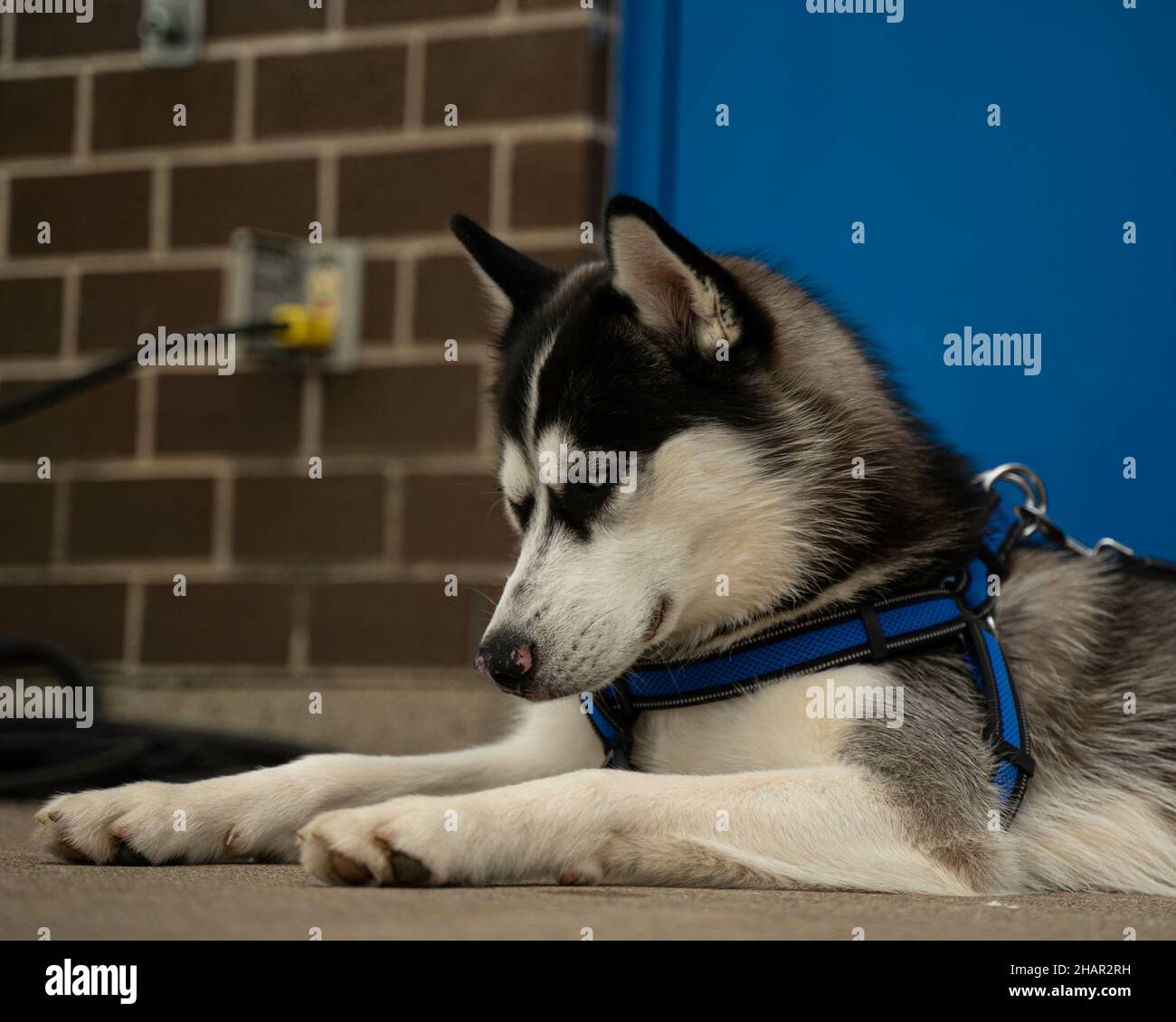 Siberian Husky sitting on the ground Stock Photo - Alamy