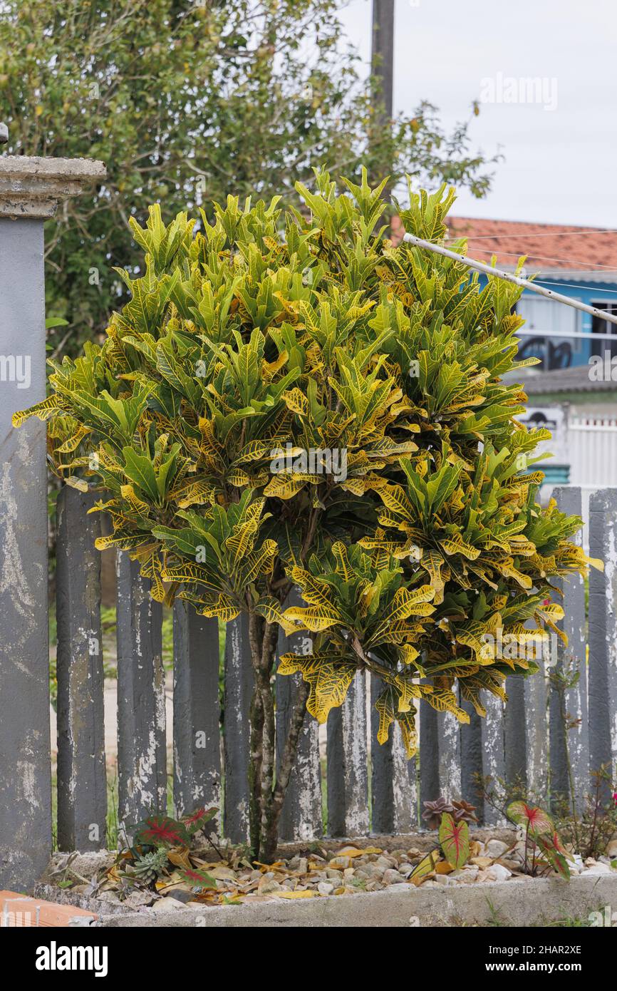 Vertical shot of the tree behind the fence Stock Photo - Alamy
