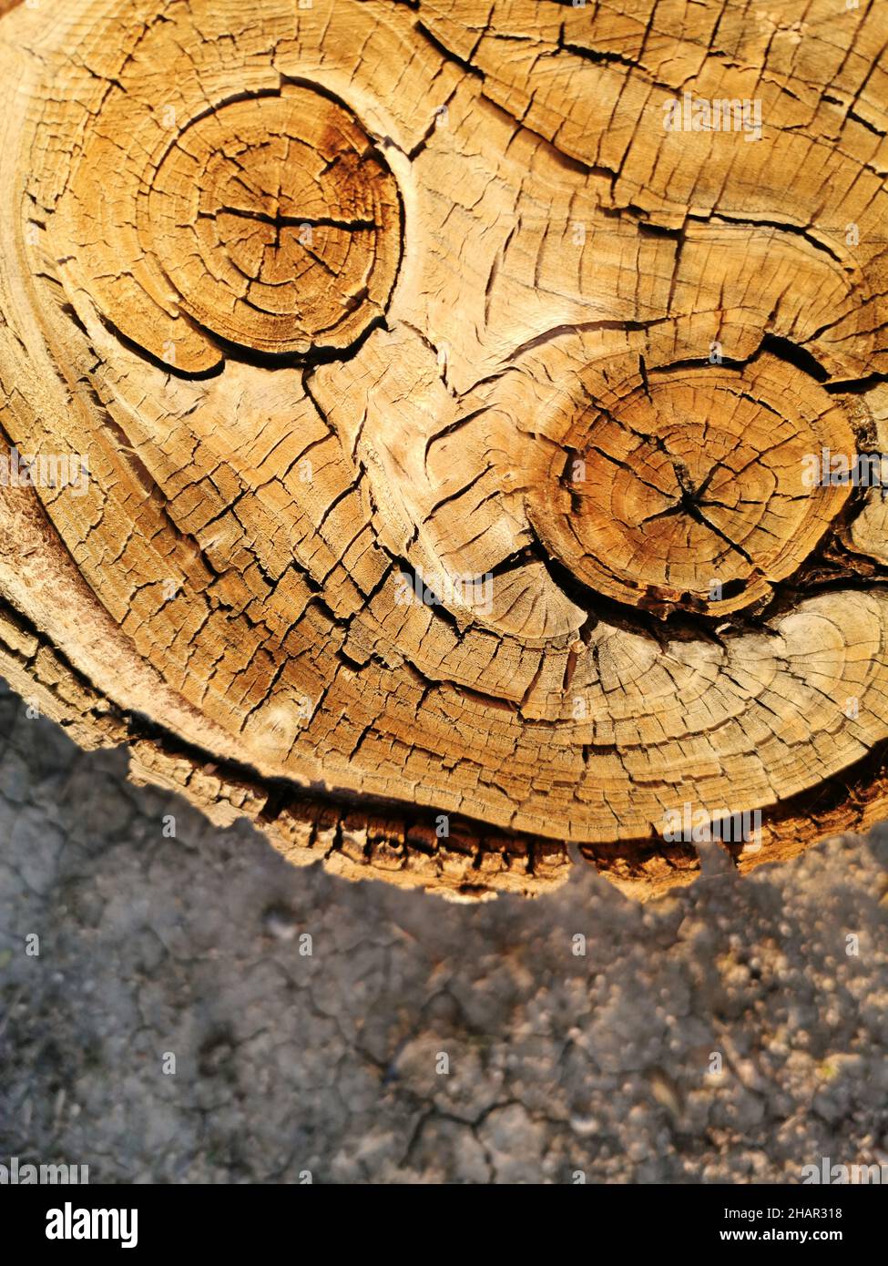 Cut and cracked tree log texture background Stock Photo - Alamy
