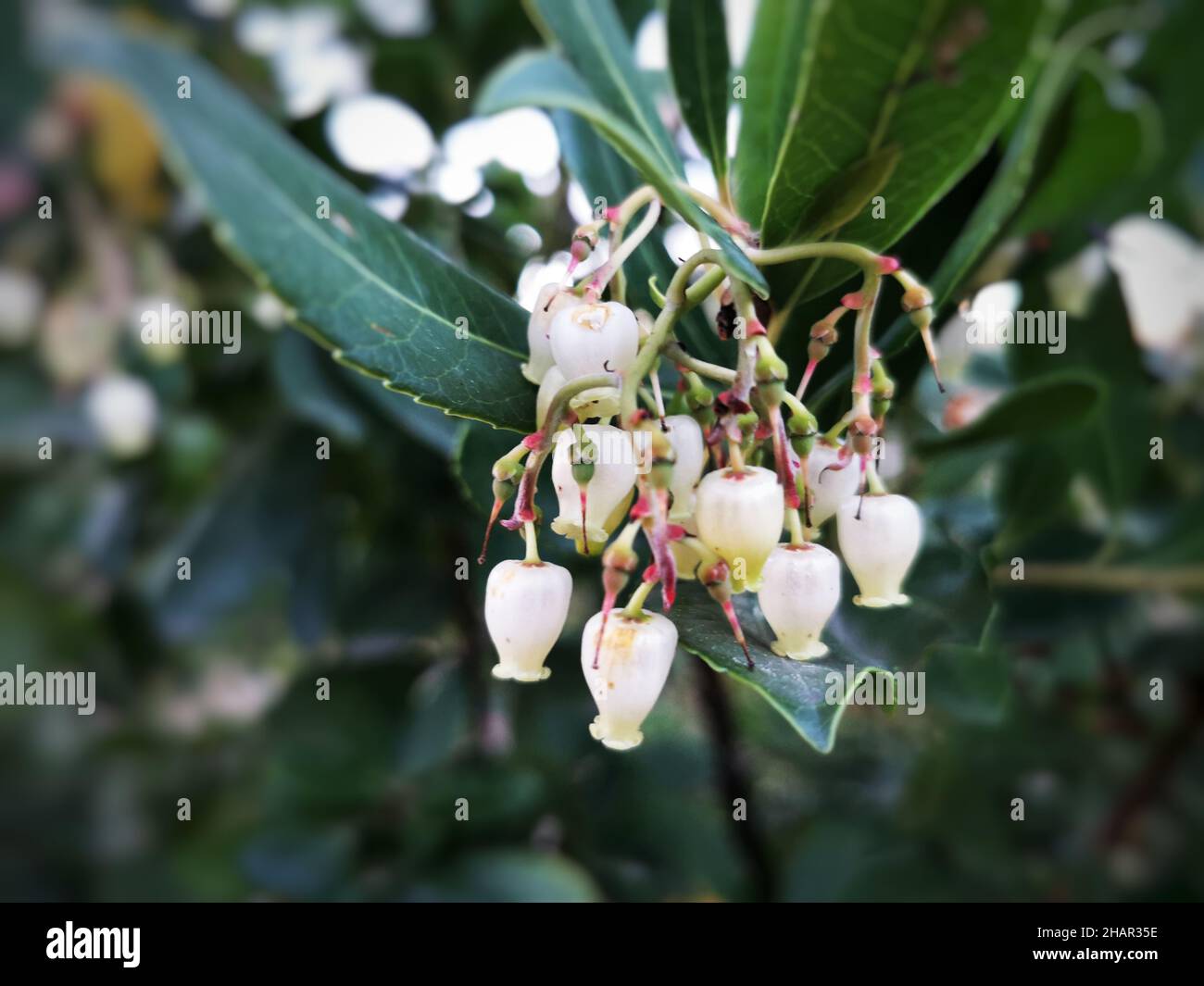 Close-up shot of the white buds of Madrones tree leaves of a flowering ...