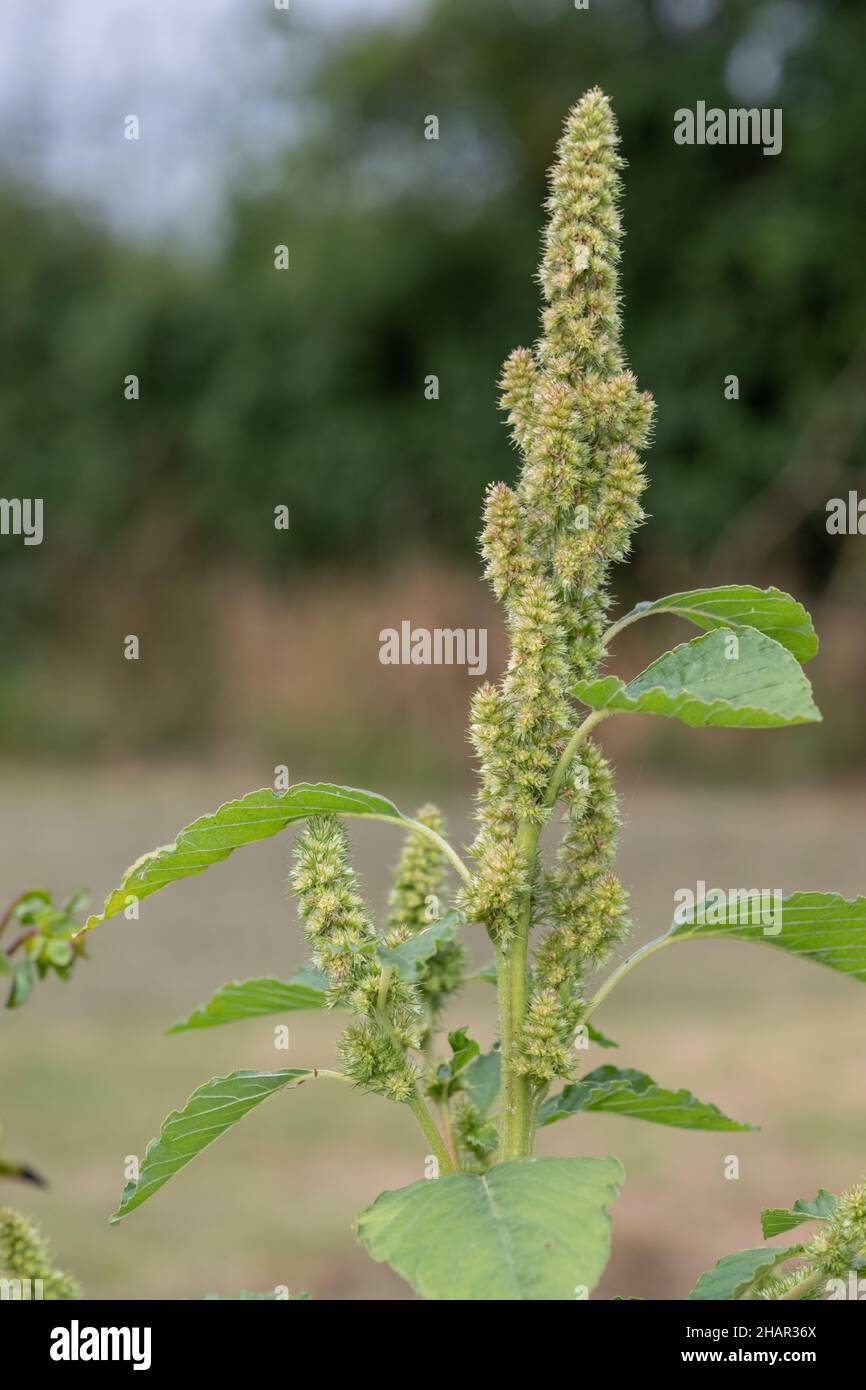 Close up of seeds on a millet plant Stock Photo - Alamy