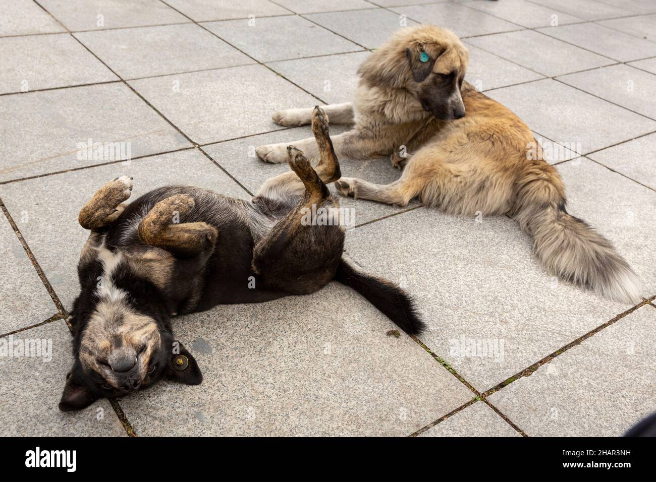 Homeless dogs in the streets of Tbilisi. Sterilized and chipped dogs ...