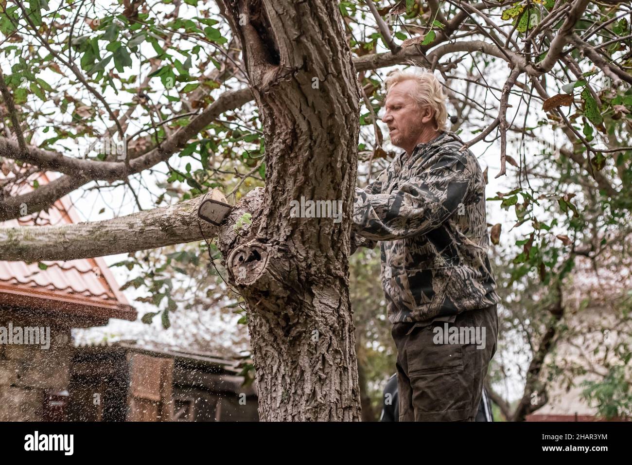 man is sawing a tree with a chainsaw. Cutting dry branches, pruning ...