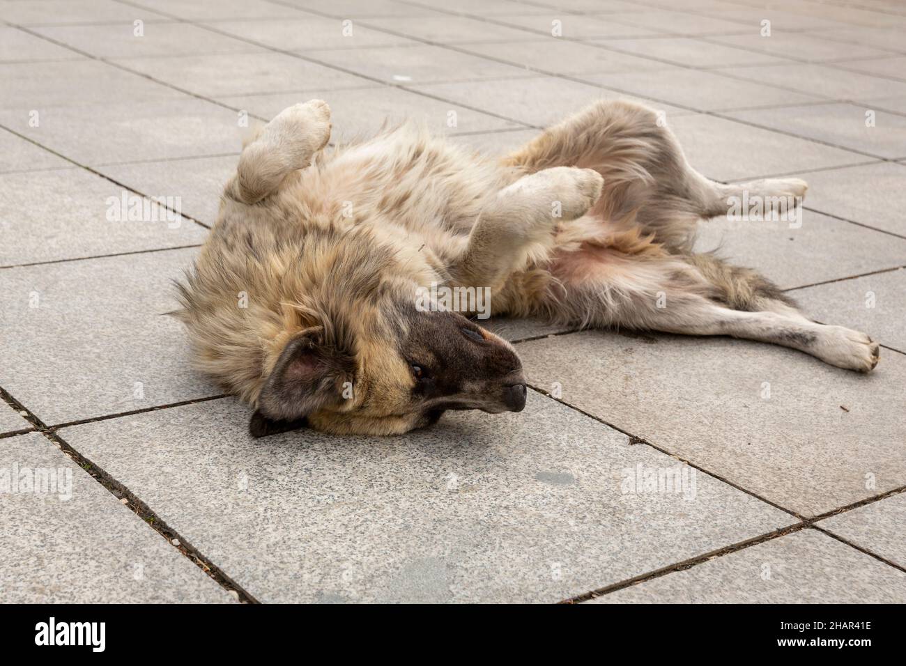 Homeless dogs on the streets of Tbilisi. Sterilized and chipped dogs ...