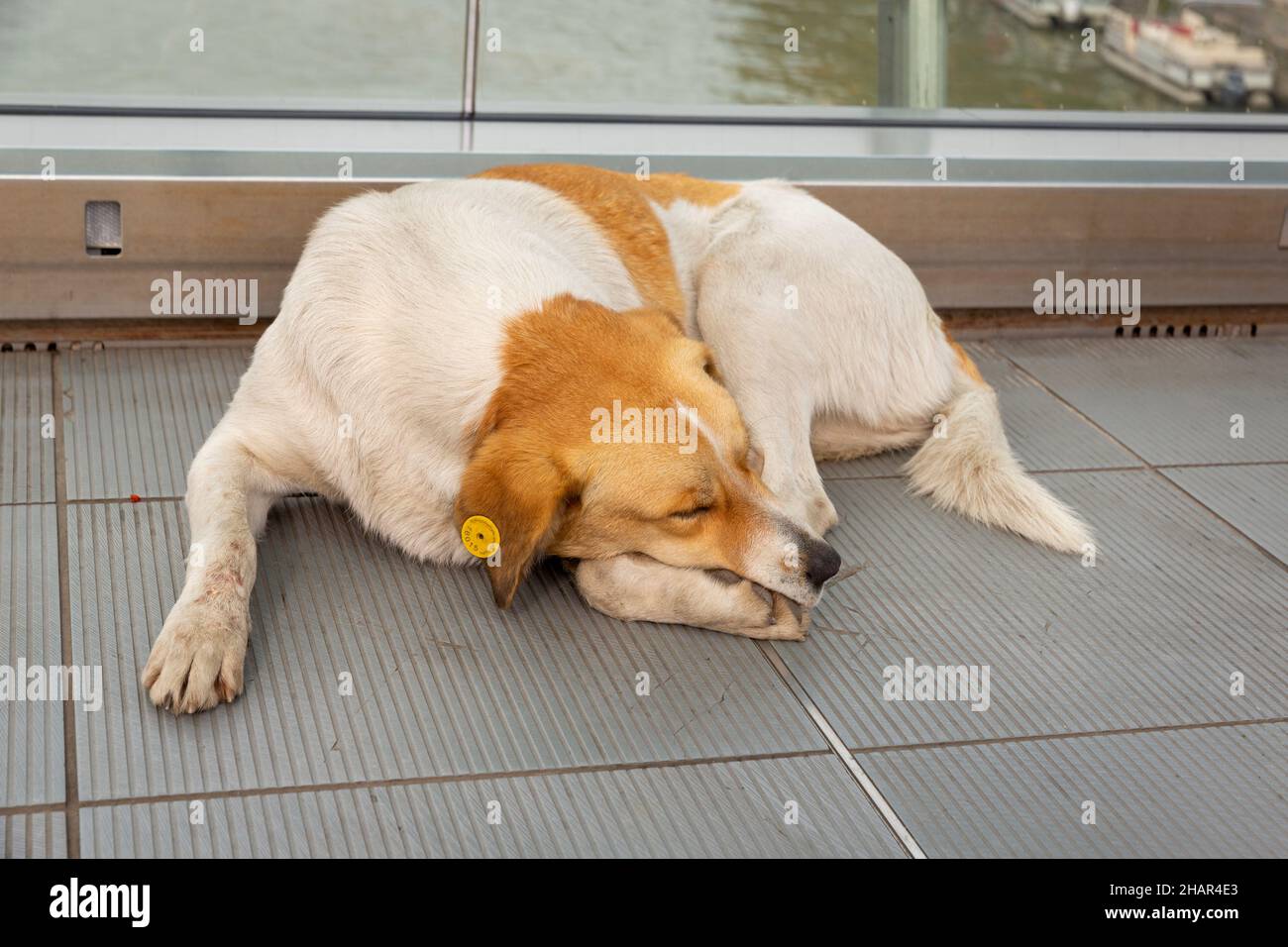 Sleeping dog. Homeless dogs in the streets of Tbilisi. Sterilized ...