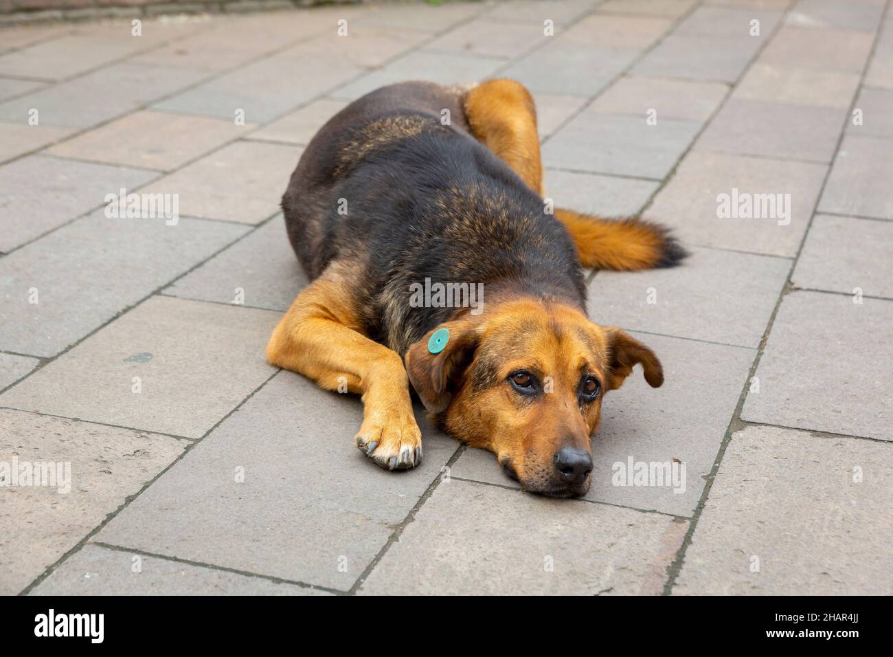 Homeless dogs in the streets of Tbilisi. Sterilized and chipped dogs ...