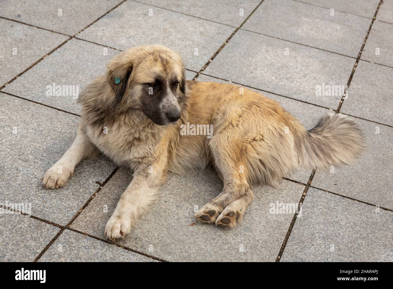 Homeless dogs in the streets of Tbilisi. Sterilized and chipped dogs ...