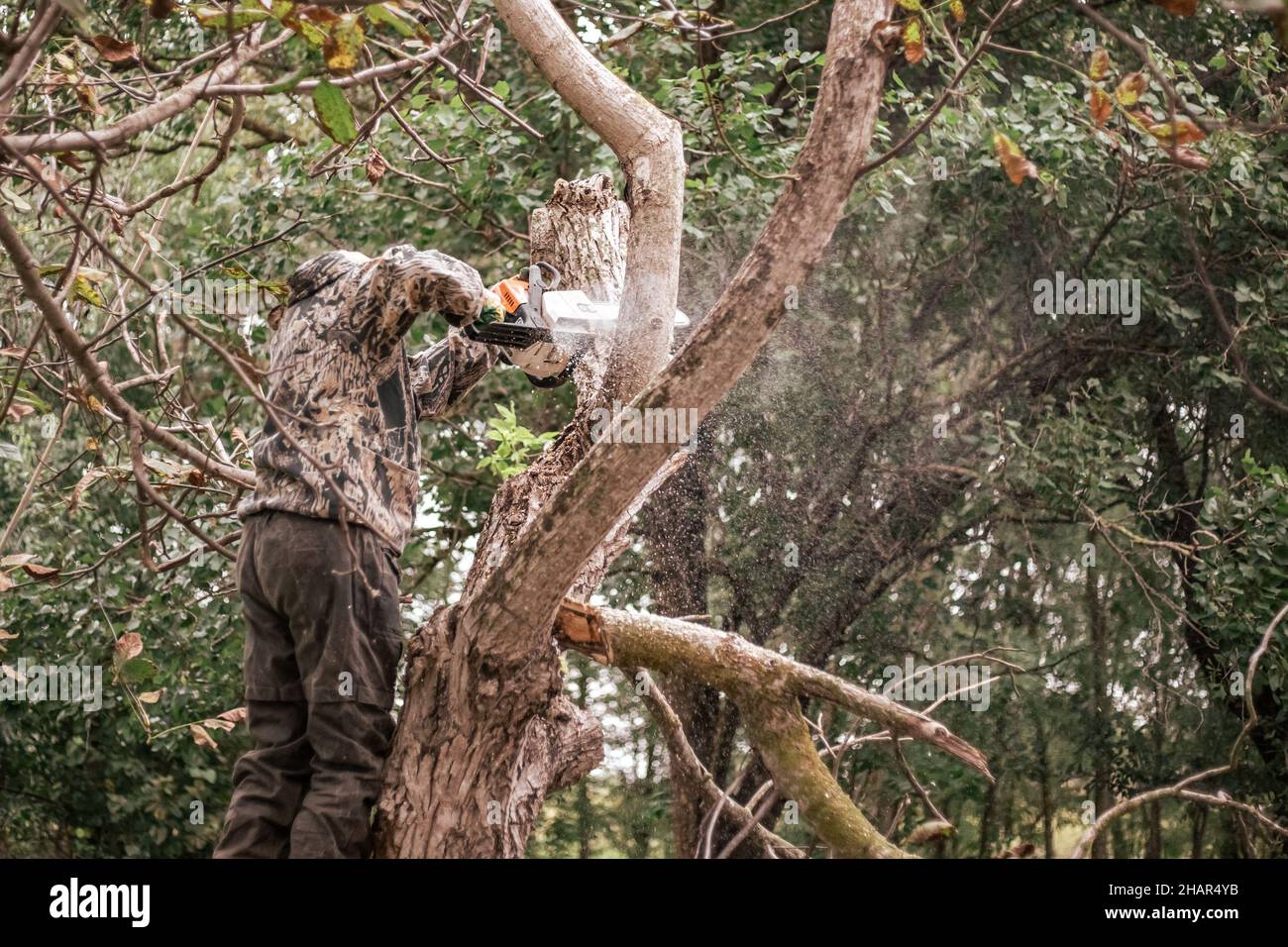 A man is sawing a tree with a chainsaw. Cutting dry branches, pruning ...