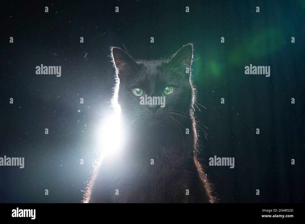 Portrait backlight hi-res stock photography and images - Alamy