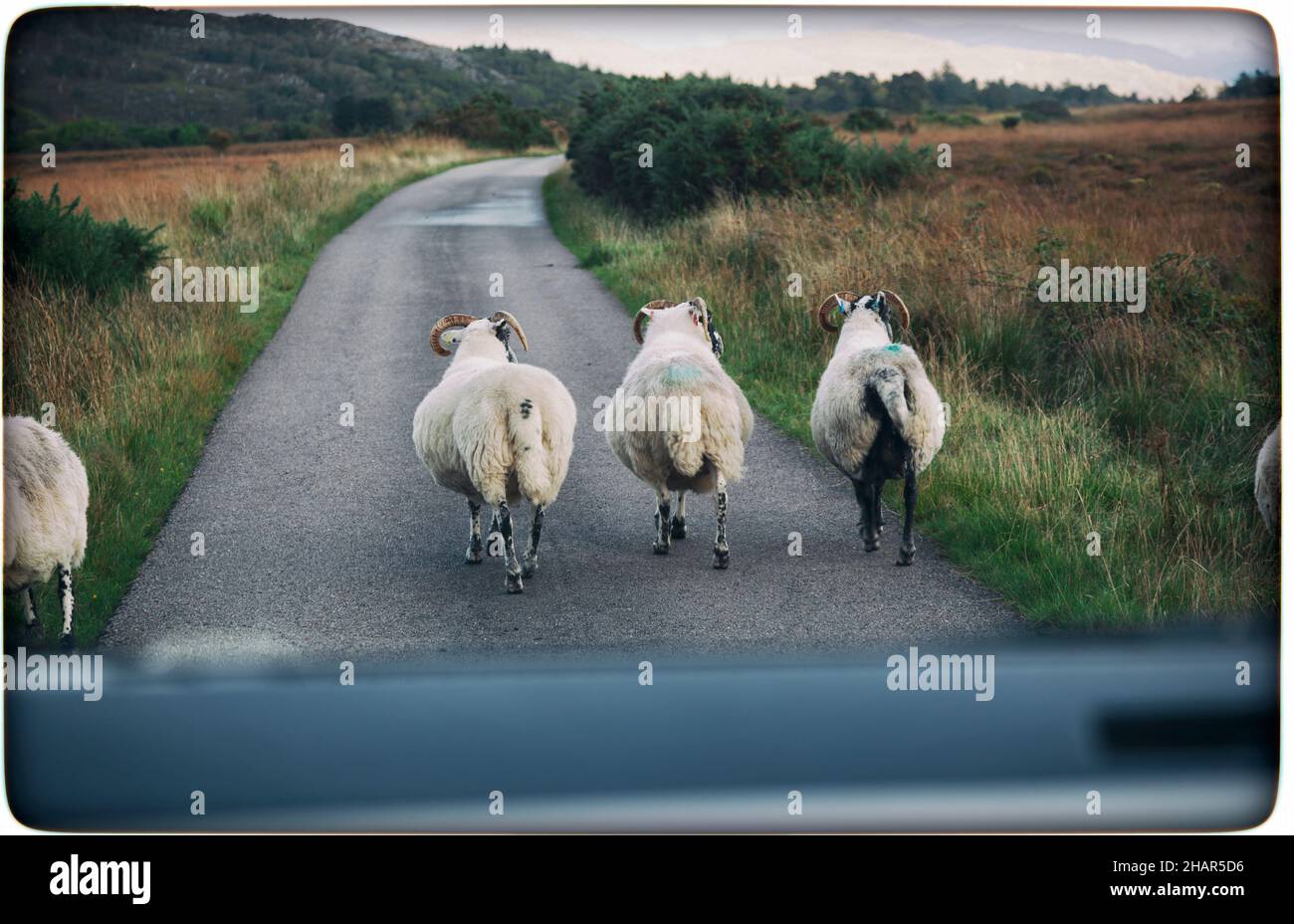 Shared roadspace hi-res stock photography and images - Alamy