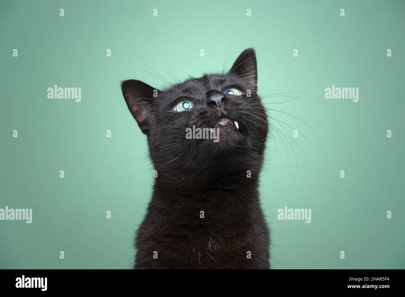 cute black cat with overbite looking up curiously showing teeth on ...