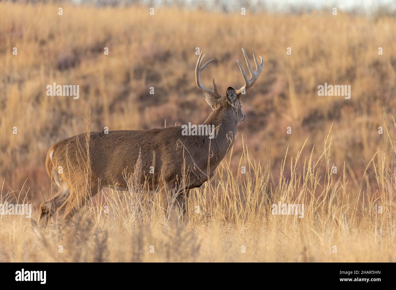 Whitetail Deer Buck in the Rut in Autumn in Colorado Stock Photo - Alamy