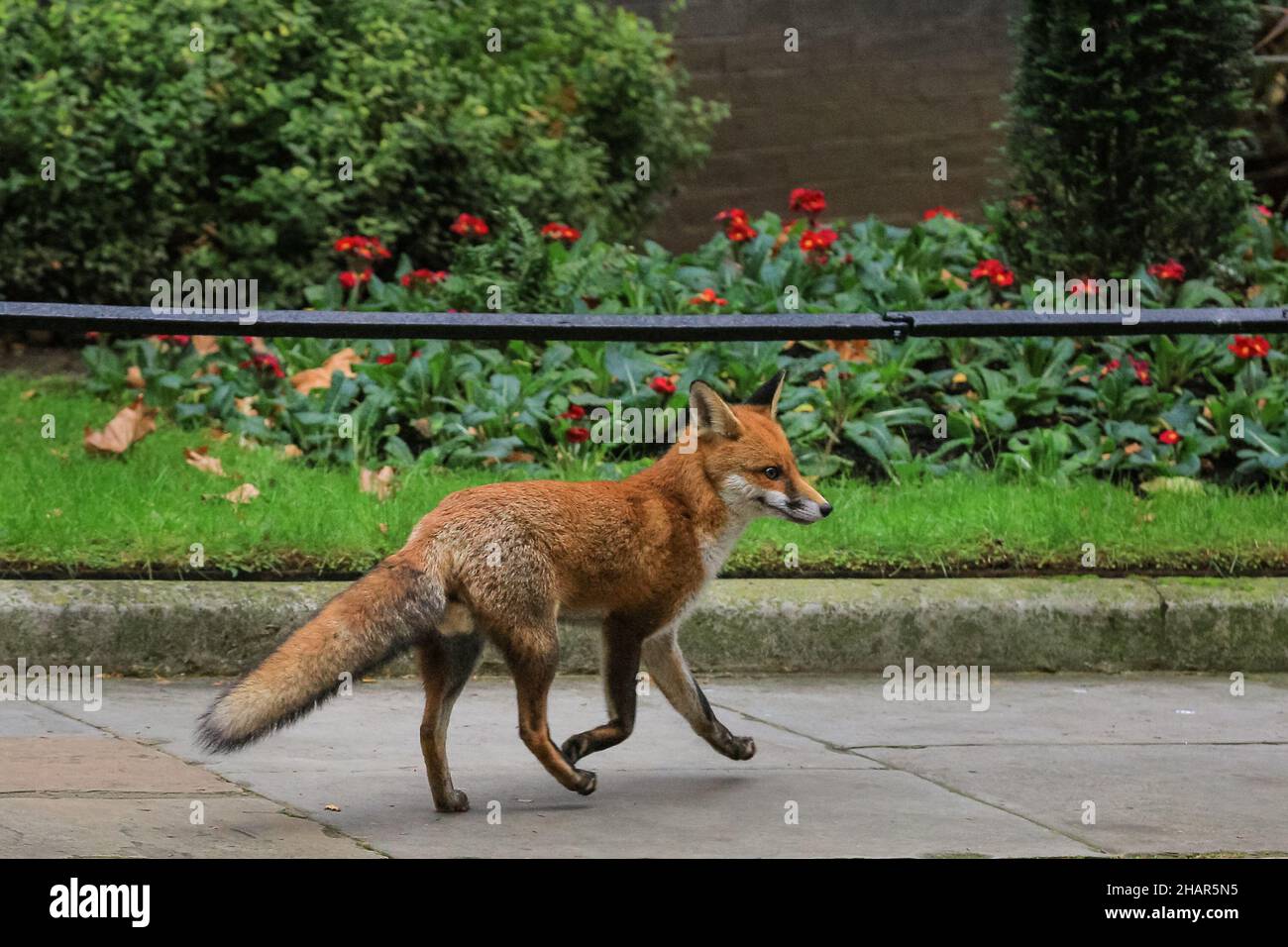 Foreign fox hi-res stock photography and images - Alamy