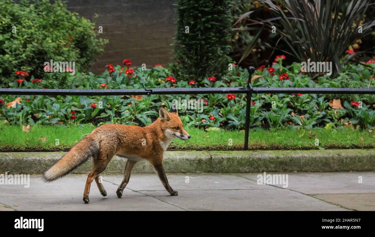 Westminster, London, UK. 14th Dec, 2021. An adventurous young fox runs ...