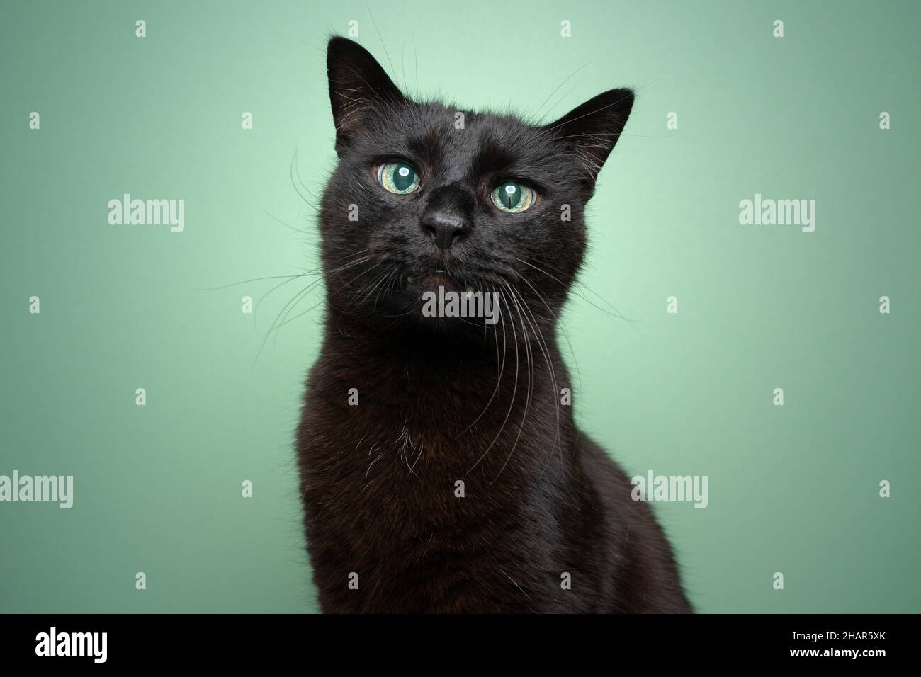 cute black blind cat with overbite and reflecting retina portrait on ...