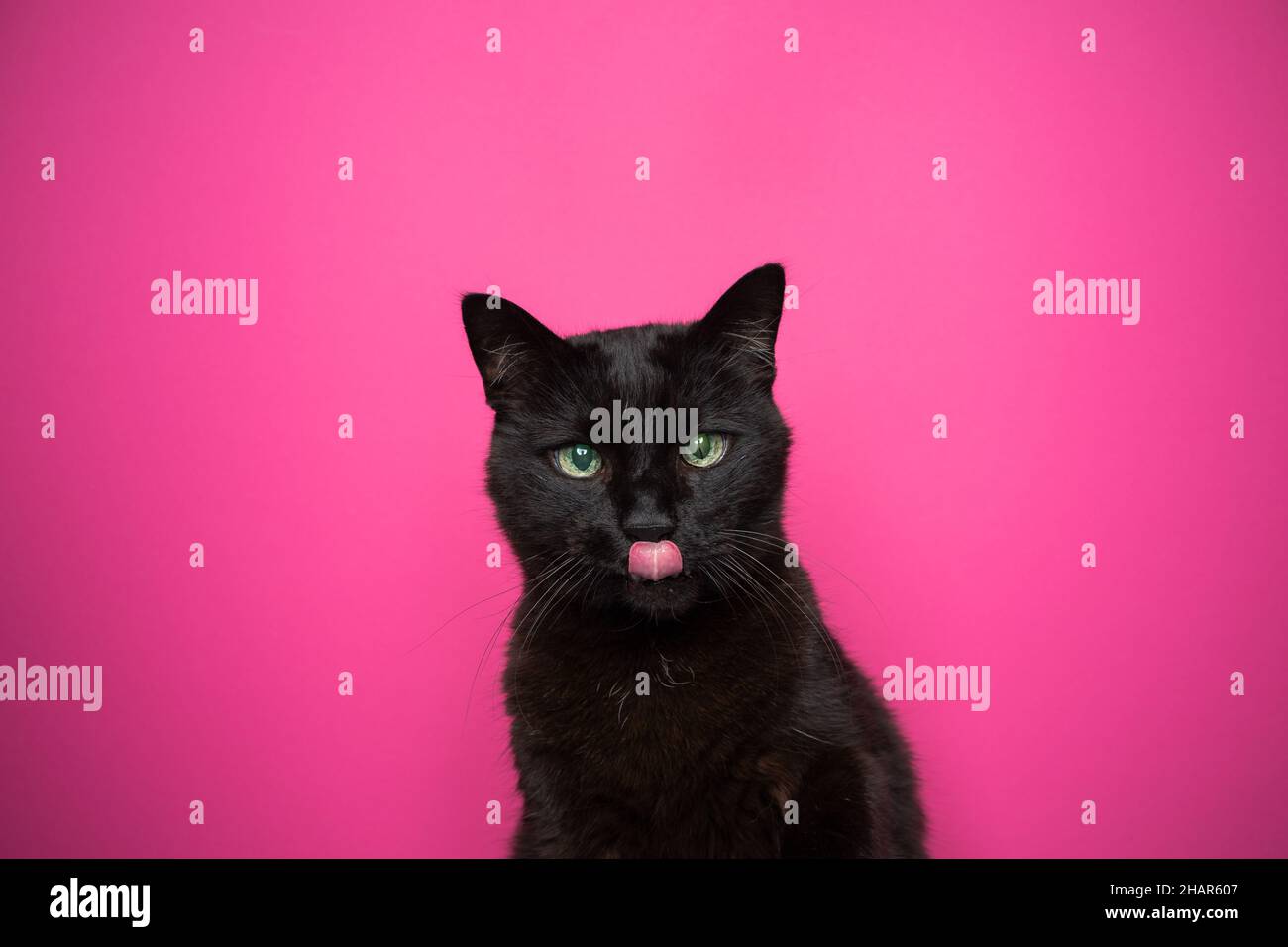 cute black cat licking lips with pink tongue on magenta background with ...