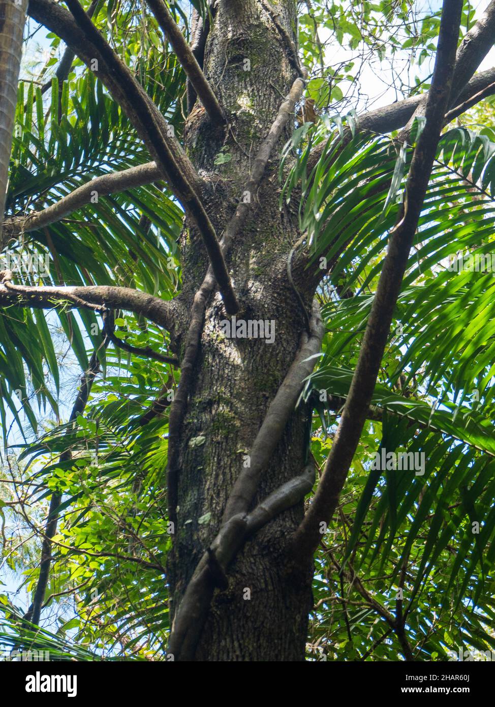 Trees and vines intertwined, Looking up a tree trunk surrounded by Palm ...