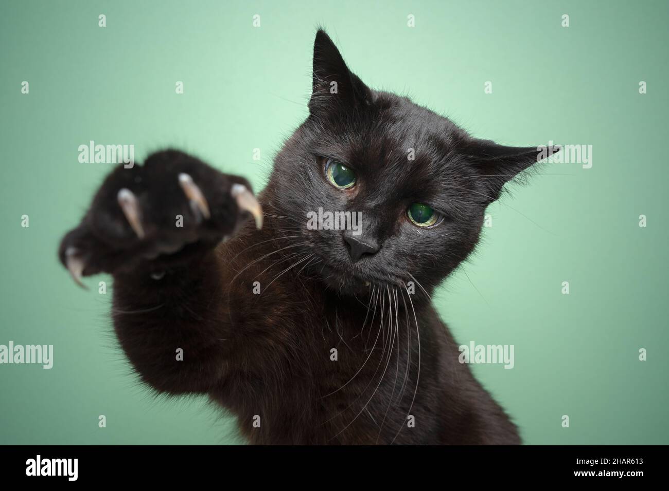 playful blind black cat raising paw showing claws on mint green ...