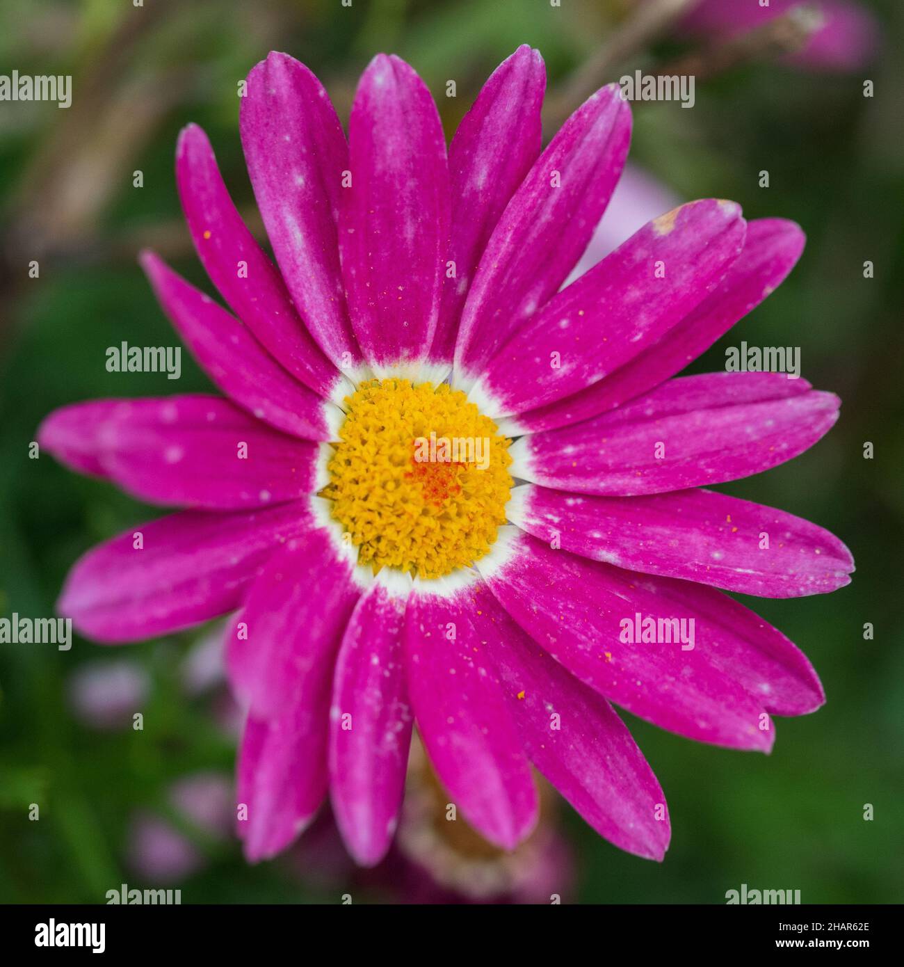 Bright Pink Flower With Yellow Centre High Resolution Stock Photography ...