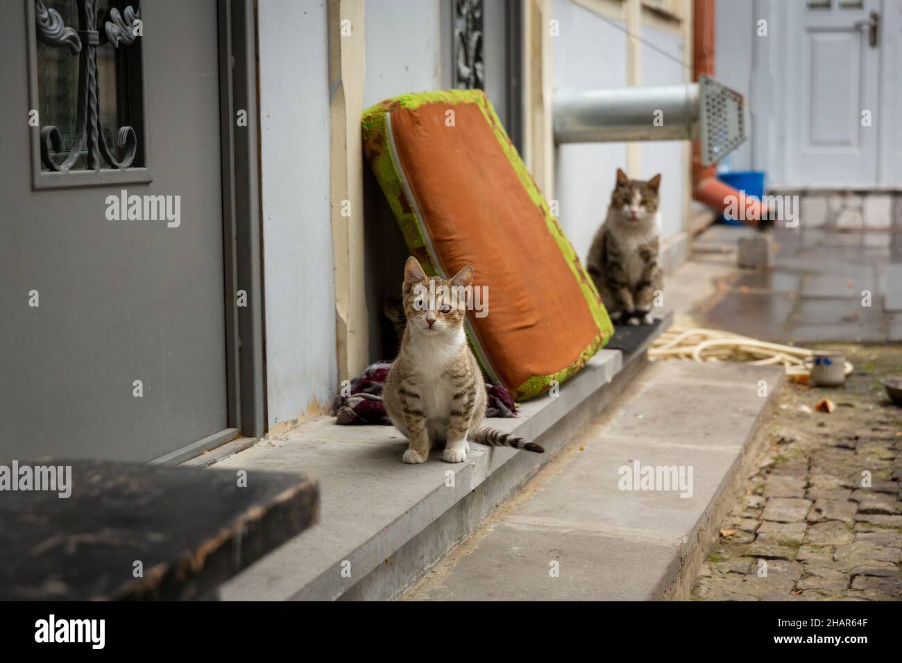 They look closely at the photographer. Homeless cats on the streets of ...