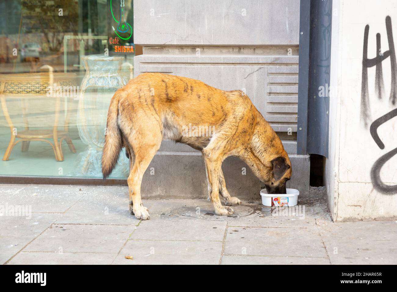 Homeless dogs on the streets of Tbilisi. Sterilized and chipped dogs ...