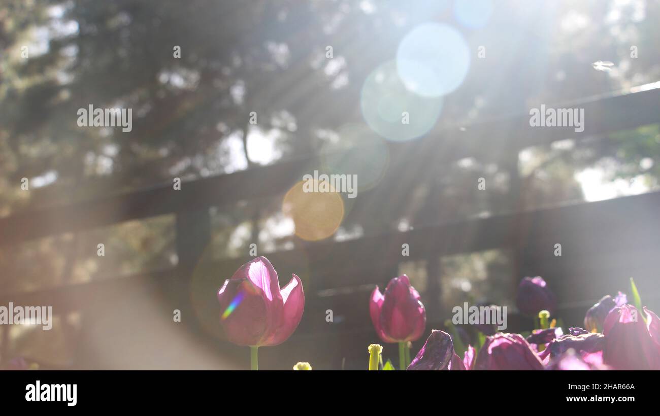 bokeh flowers bloom Stock Photo - Alamy